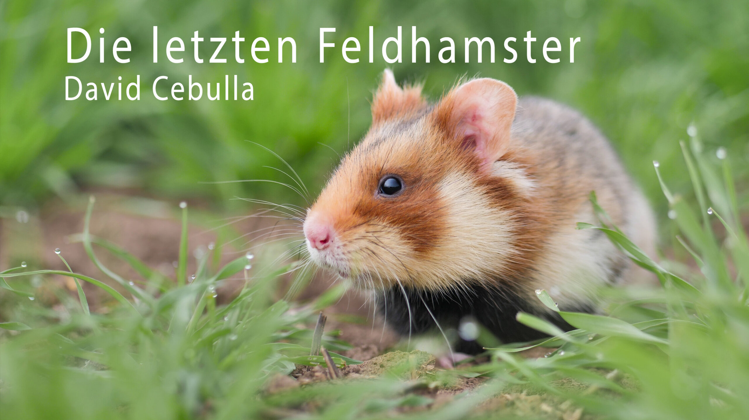 Die letzten Feldhamster (2024) - David Cebulla